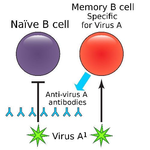 Tại sao cần tăng trí nhớ miễn dịch